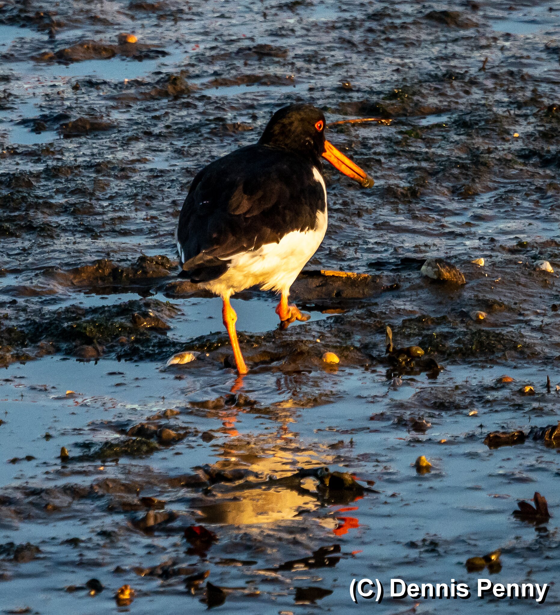 Oyster-Catcher